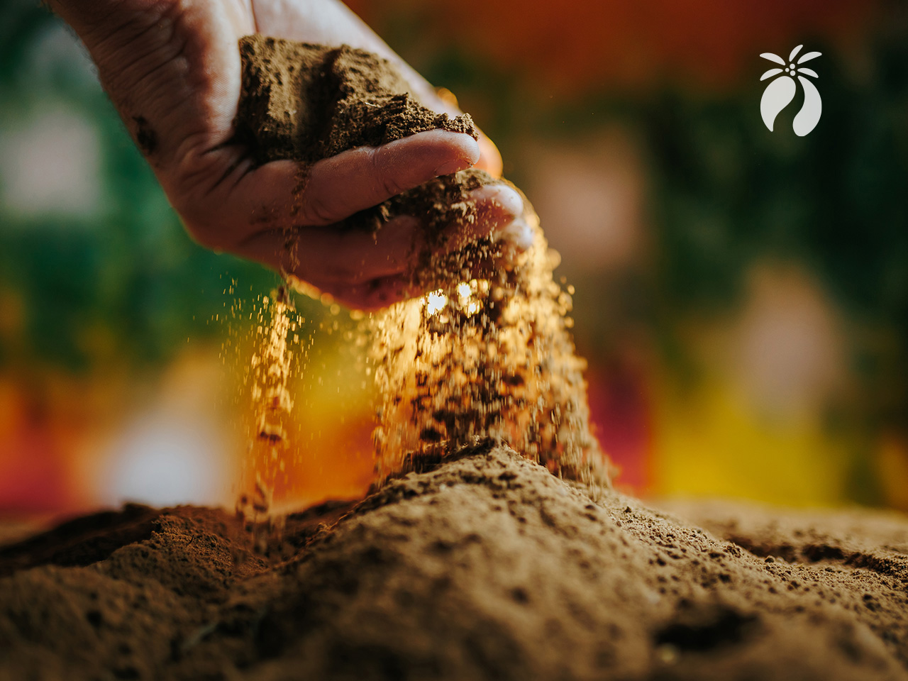 Coco Earth – Welcome to the World’s Largest Coco Manufacturer